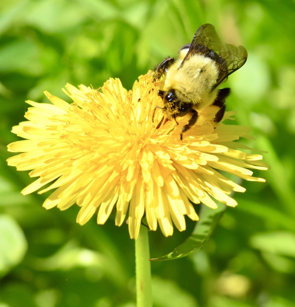 Bumble Bees from 320 Browns Trace Rd, Jericho, VT 05465, USA on May 14 ...