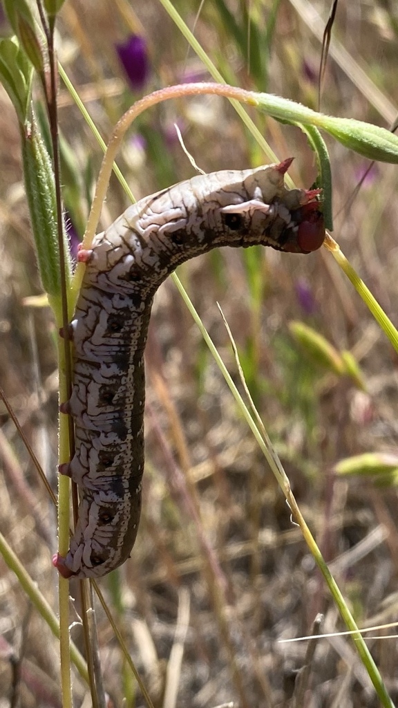 Pacific Green Sphinx from Sunol Wilderness Regional Preserve, Sunol, CA ...