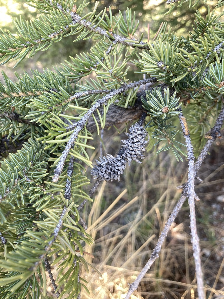 spruce aphids from Bighorn No. 8, AB, Canada on May 11, 2023 at 09:27 ...