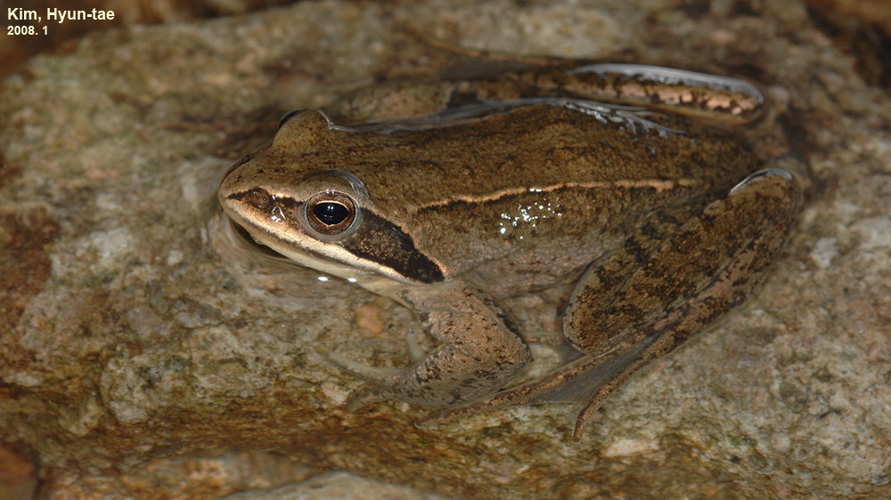 Korean Brown Frog from Gijang, KR-PU, KR on February 05, 2008 by Kim ...