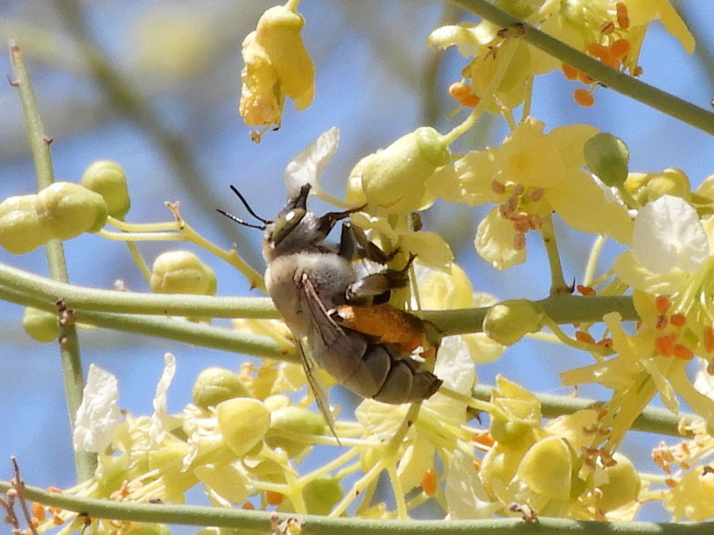 Pallid Desert-Digger from Organ Pipe Cactus National Monument, Arizona ...