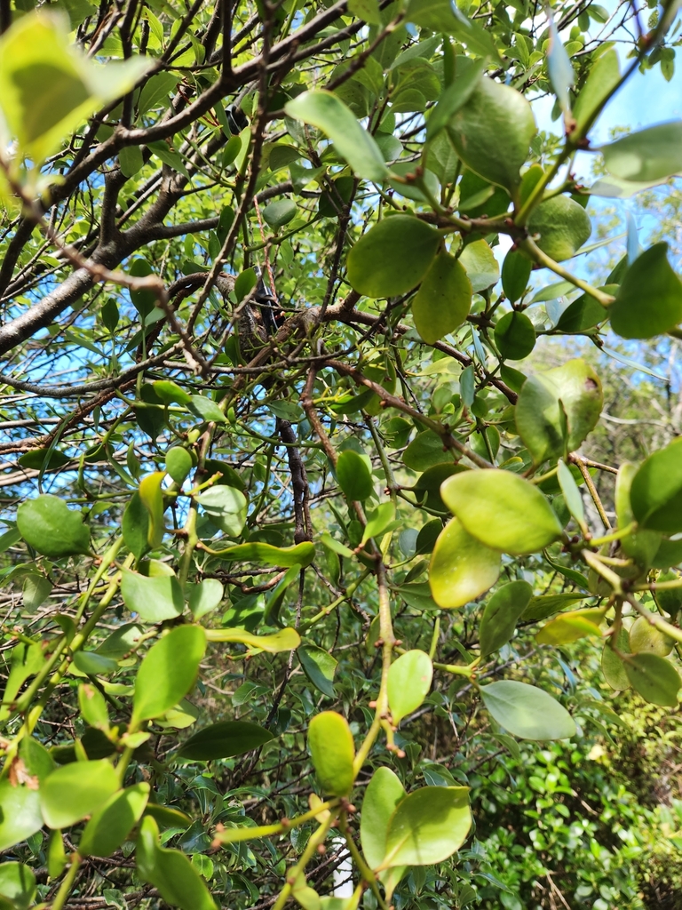 Green mistletoe from Karori, Wellington, New Zealand on May 15, 2023 at ...