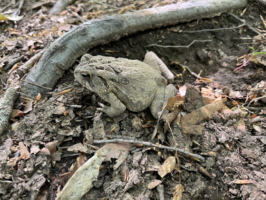 Fowler's Toad from Tyler State Park, Newtown, PA, US on May 14, 2023 at ...