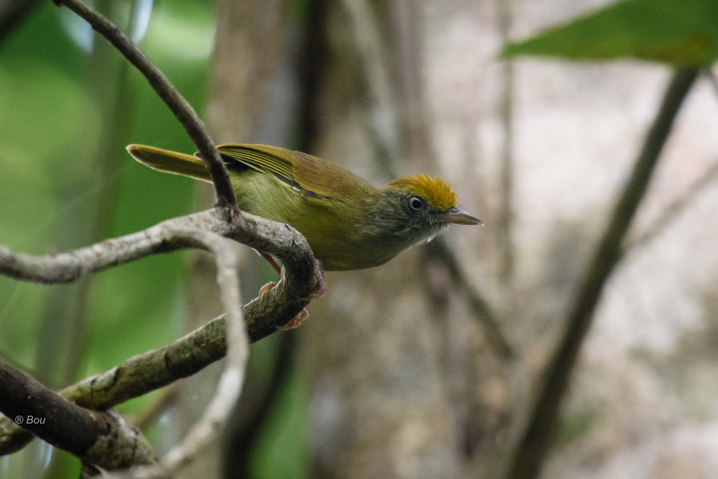 Tawny-crowned Greenlet (Plants and animals of the Cerro Datanlí-El ...