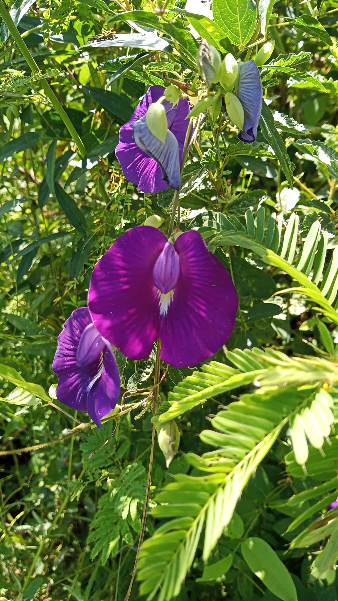 Centrosema brasilianum (L.) Benth.