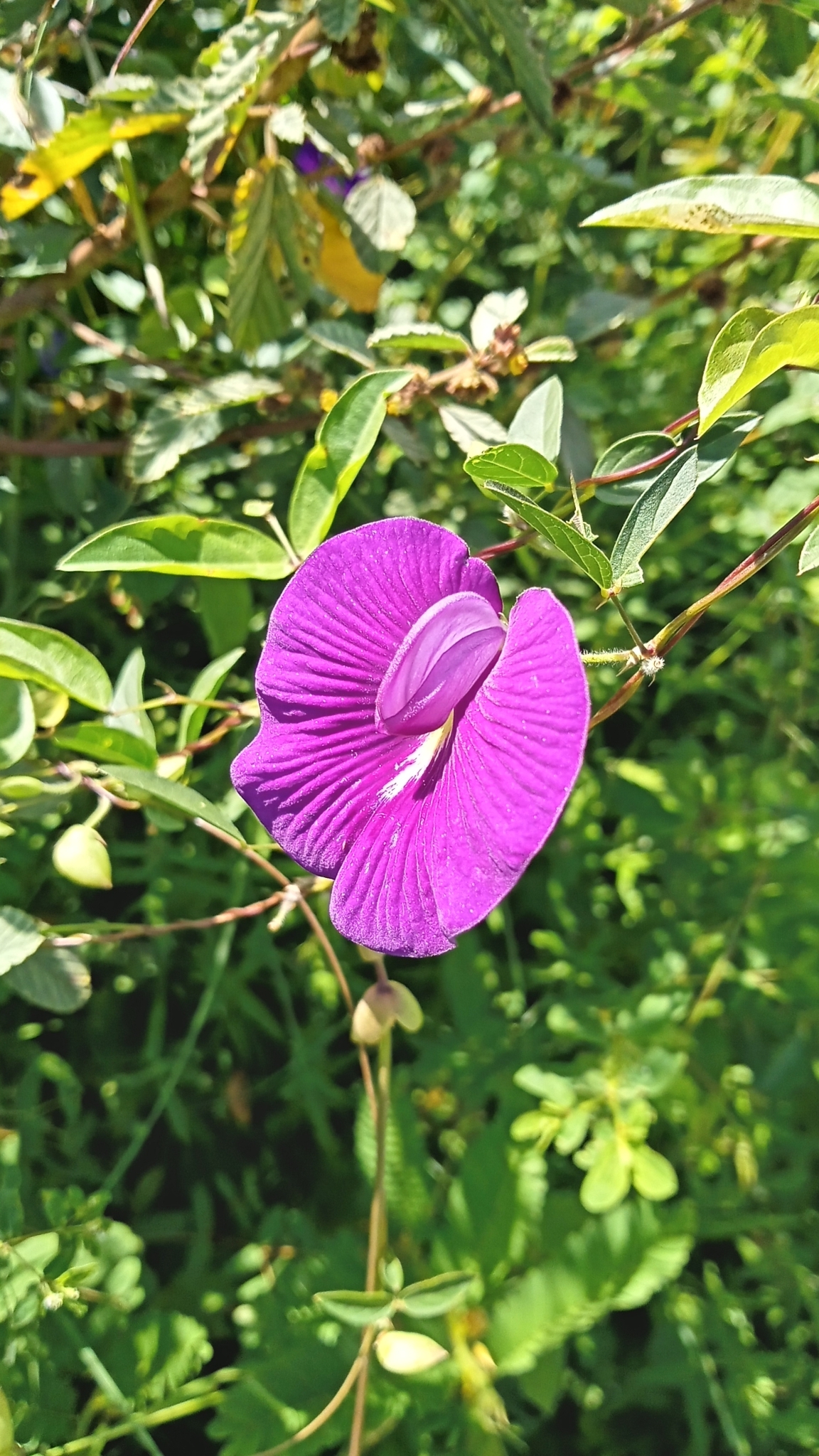 Centrosema brasilianum (L.) Benth.
