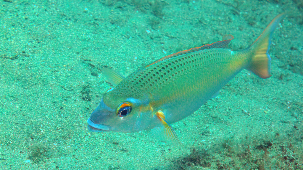 Scolopsis affinis Peters, 1877