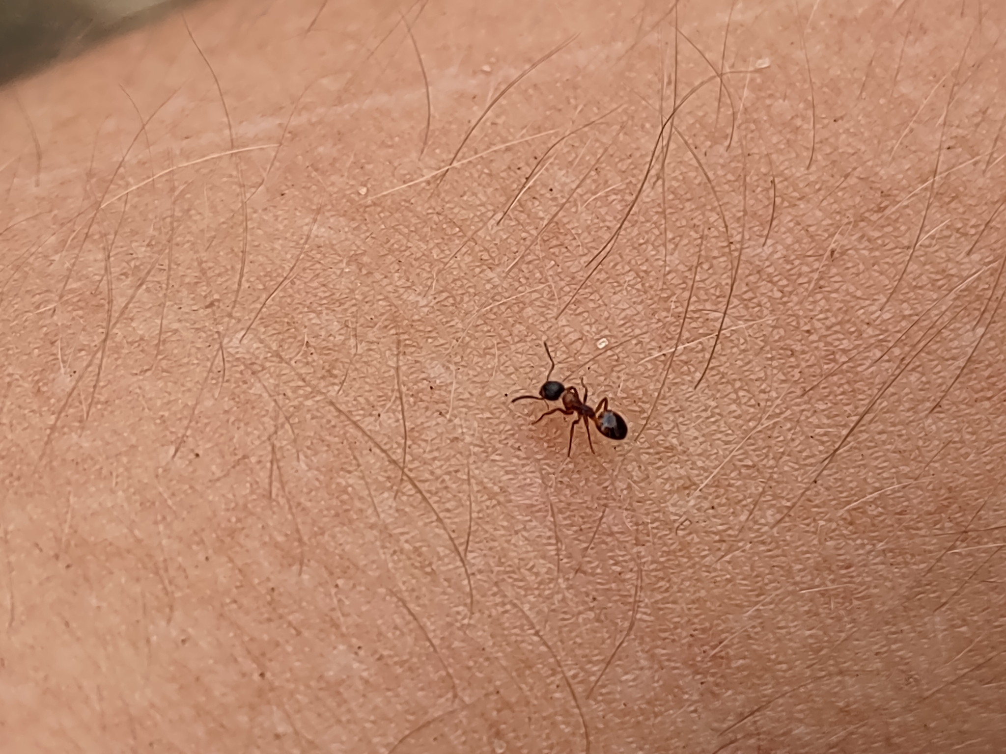 Dolichoderus plagiatus (Mayr, 1870)