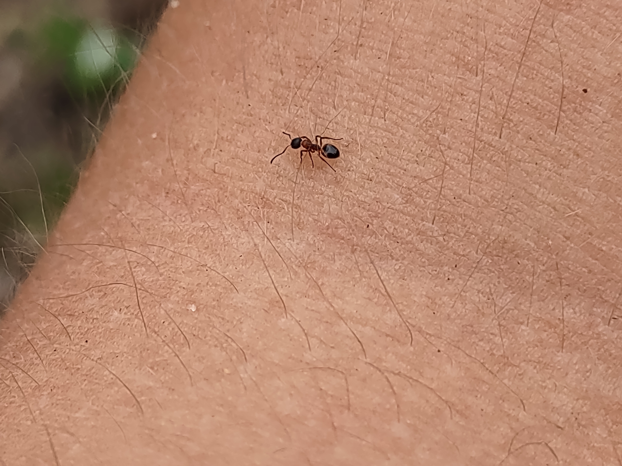 Dolichoderus plagiatus (Mayr, 1870)