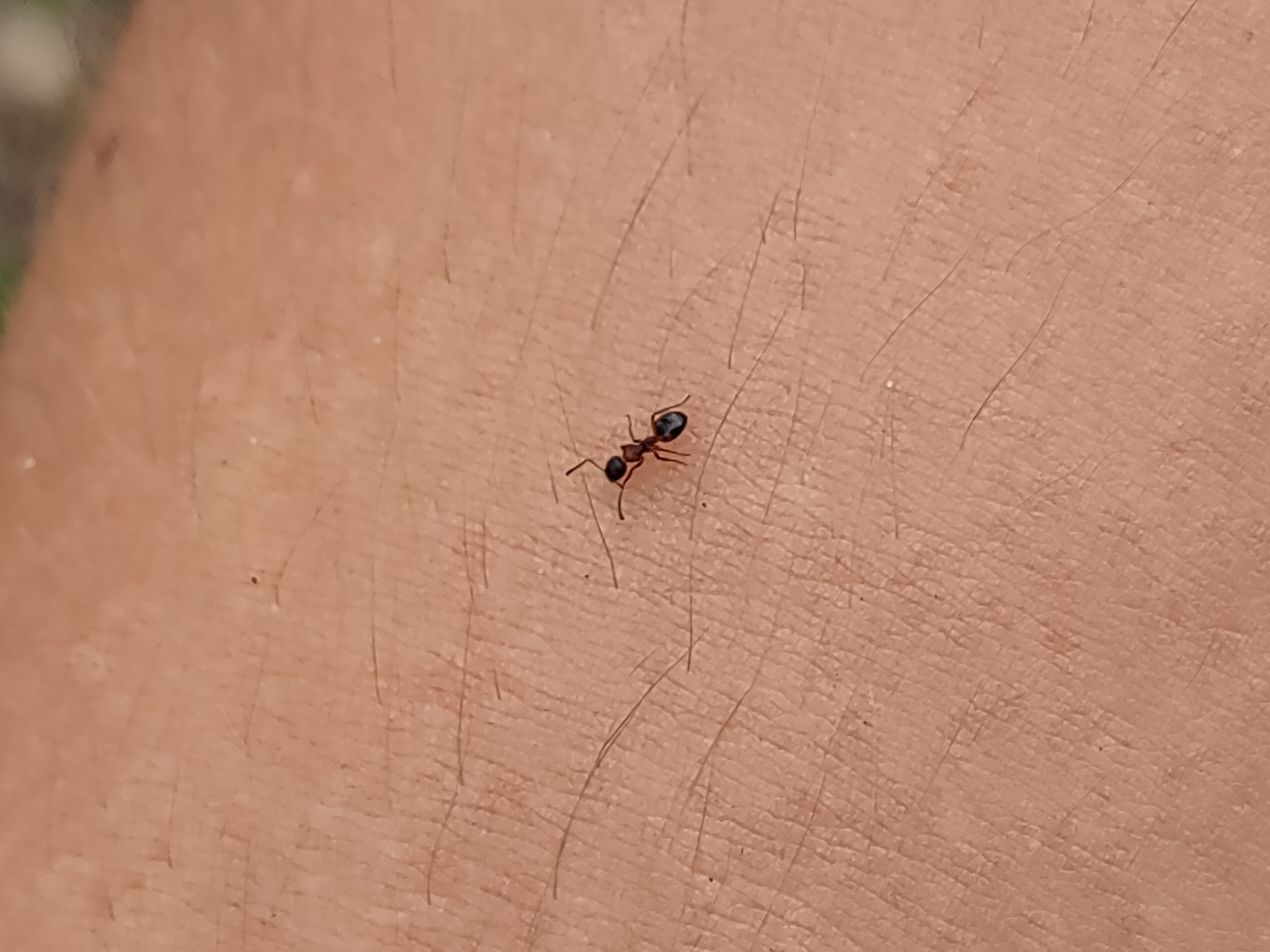 Dolichoderus plagiatus (Mayr, 1870)