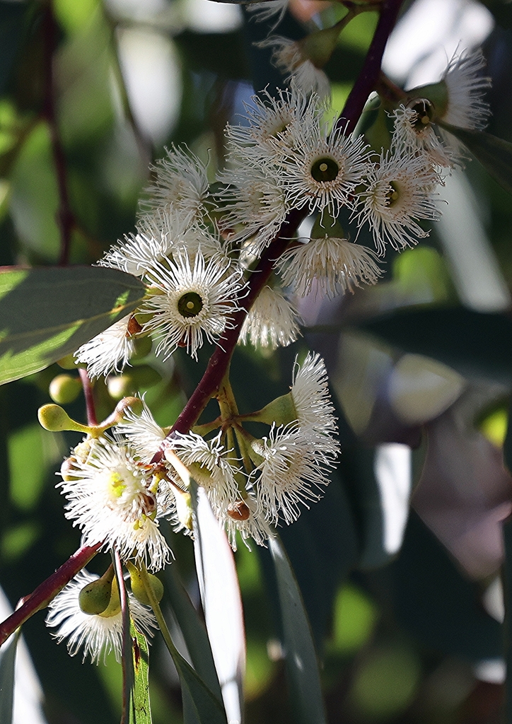 Yellow Box from Mitiamo VIC 3573, Australia on May 5, 2023 at 09:23 AM ...