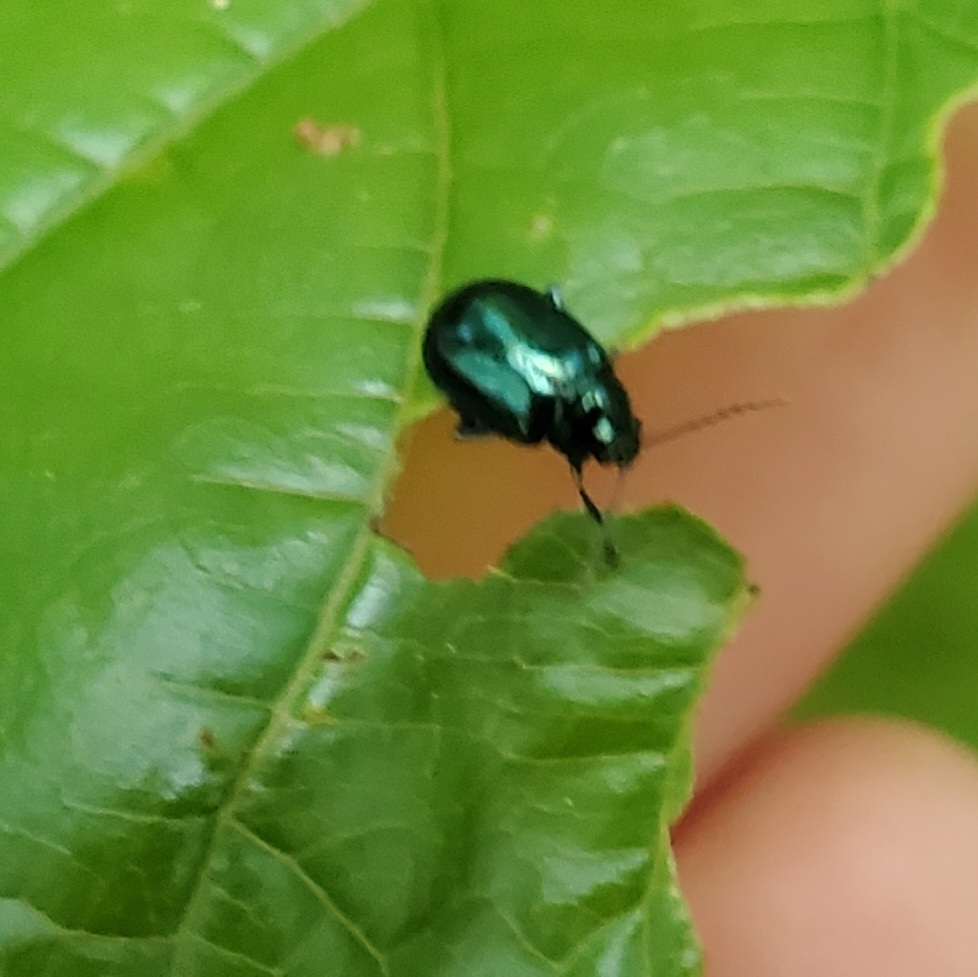 Grape Flea Beetle from Woodstock, GA 30188, USA on May 14, 2023 at 07: ...