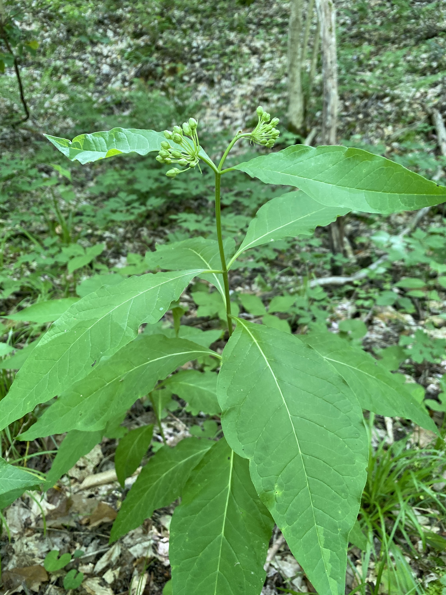 Asclepias exaltata L.