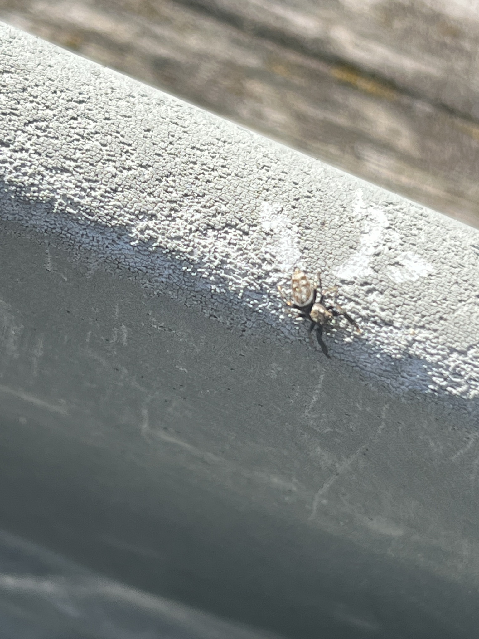 Marpissa formosa (Banks, 1892)