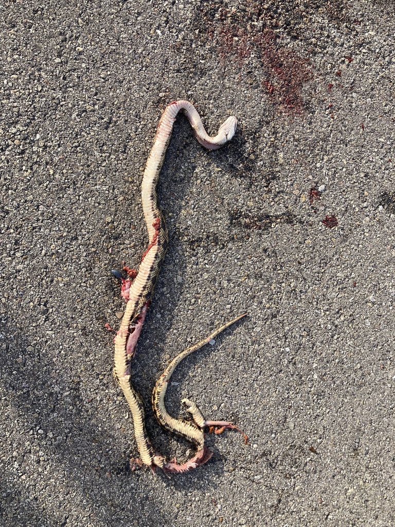 Western Ratsnake from SH-22, Whitney, TX, US on May 14, 2023 at 06:41 ...