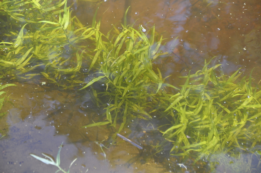 Marsh Speedwell from Lumber River SP-Chalk Banks, Wagram, NC 28396, USA ...