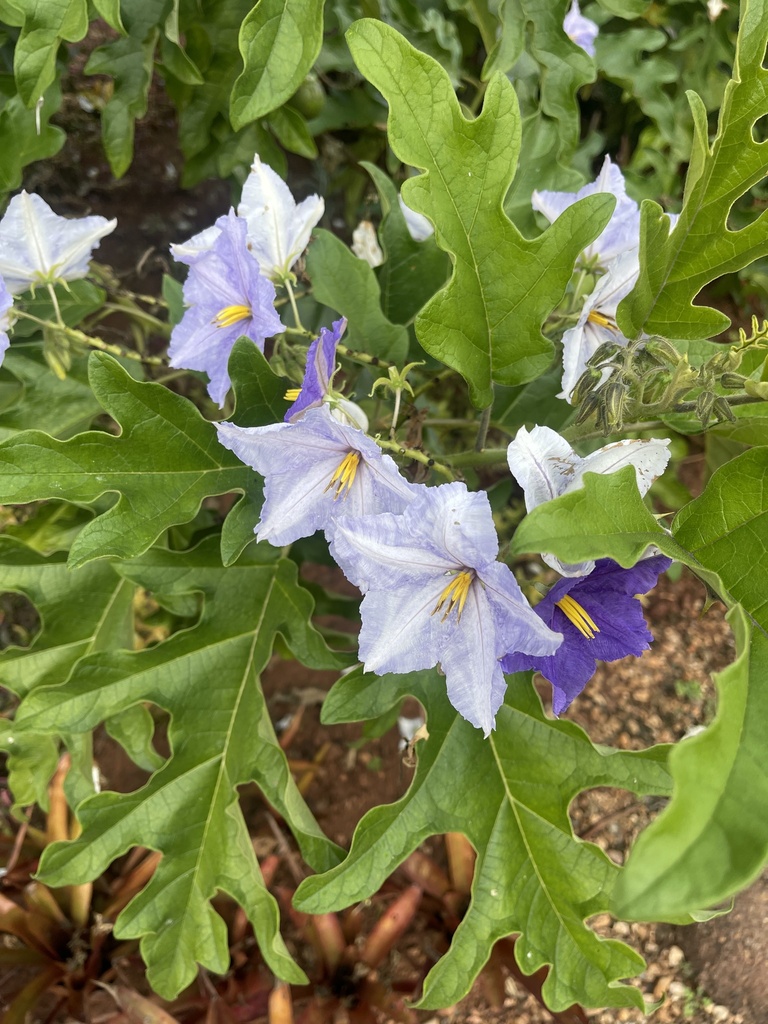 blue potato tree from Pusela Estate, Tzaneen, LP, ZA on May 14, 2023 at ...