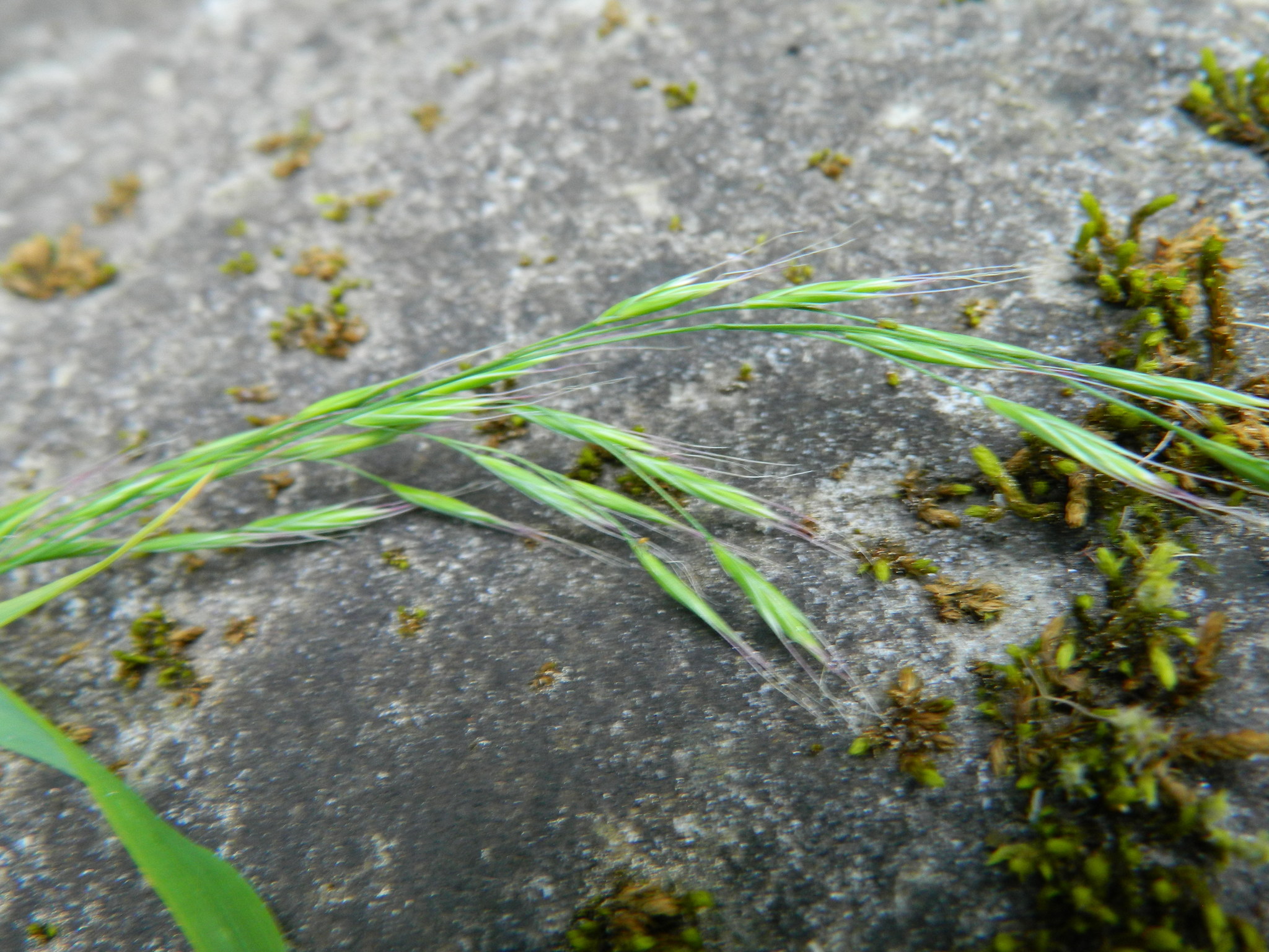 Festuca subulata Trin.