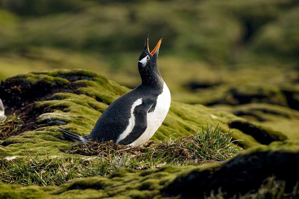 Gentoo Penguin from Heard Island and McDonald Islands on November 23 ...
