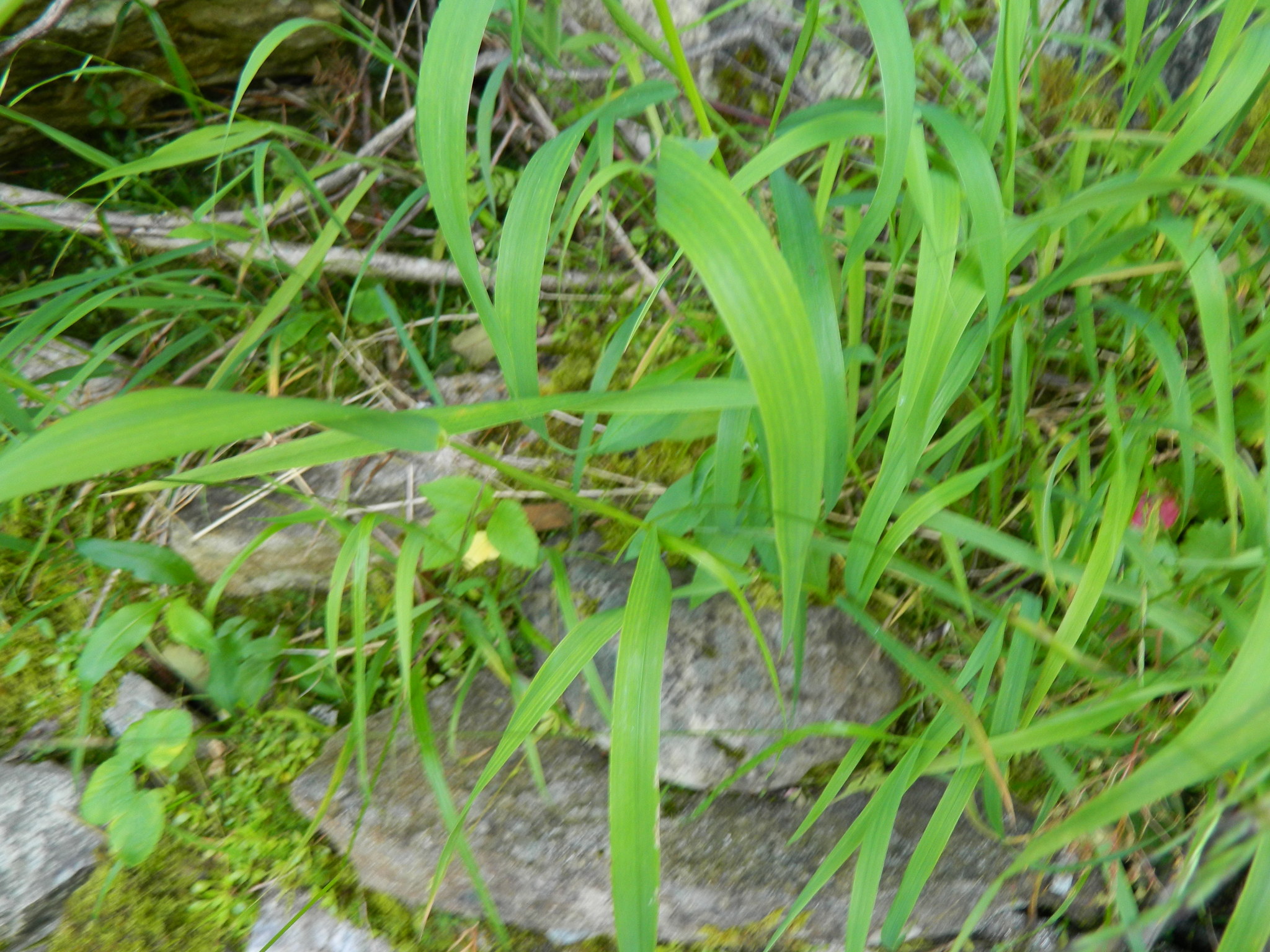 Festuca subulata Trin.