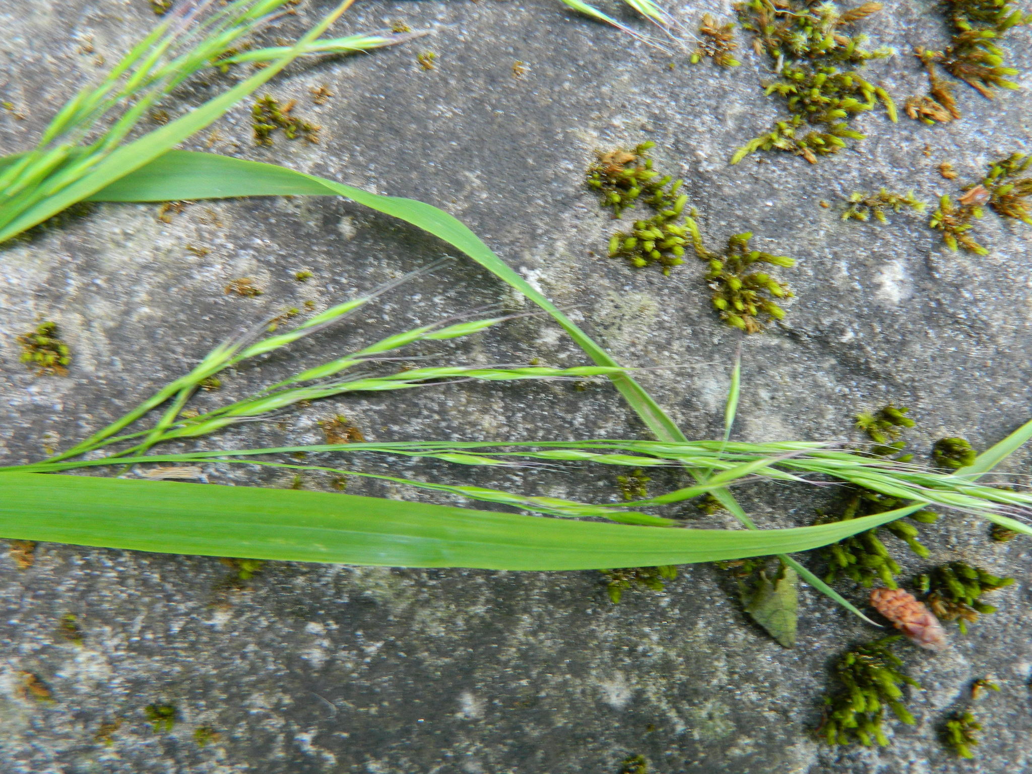 Festuca subulata Trin.