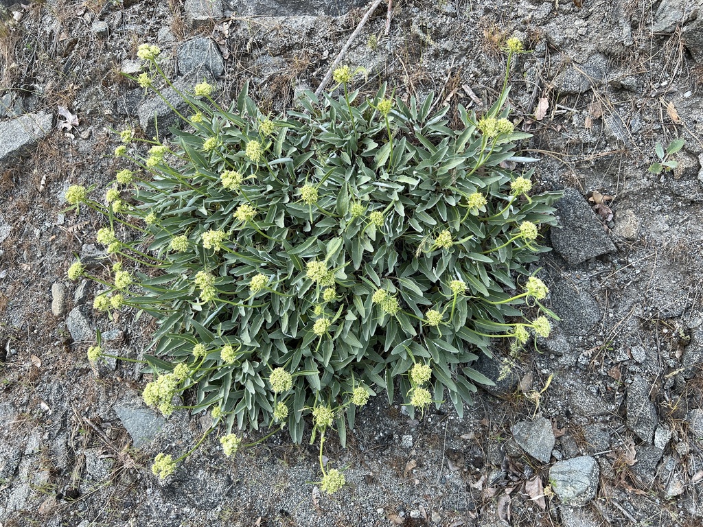 Arrowleaf Buckwheat from Chelan County, WA, USA on May 13, 2023 at 06: ...