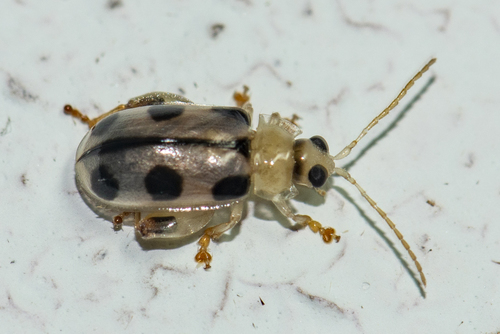 Philopona pseudomouhoti · iNaturalist