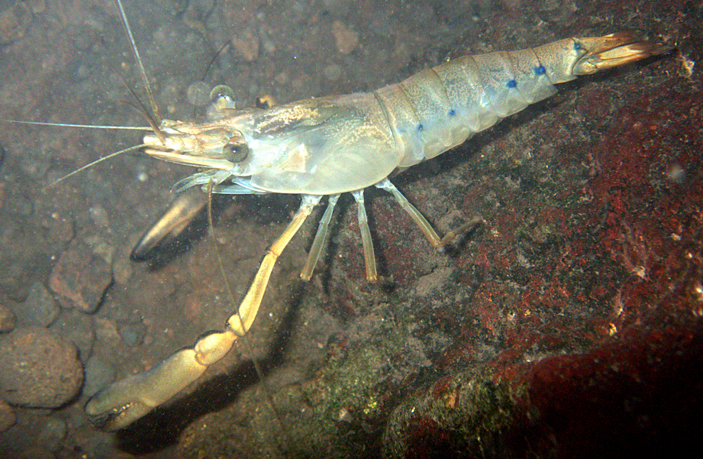 Mountain river prawn from Paea, Polynésie française on April 20, 2023 ...