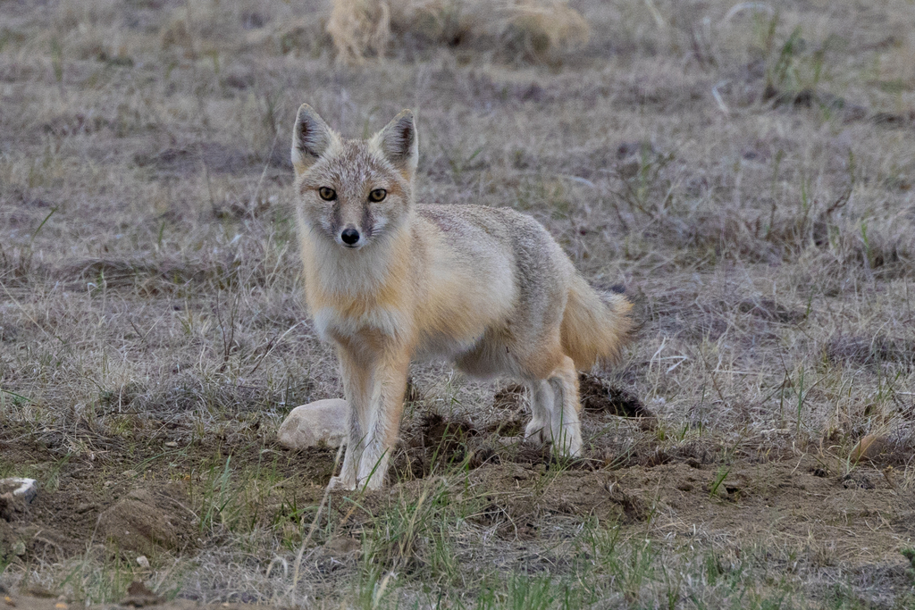 Swift Fox from Grasslands, Division No. 4, Saskatchewan, Canada on May ...