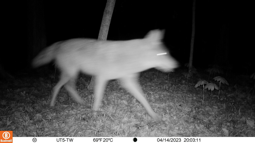 Gray Wolf in April 2023 by Max Allen · iNaturalist