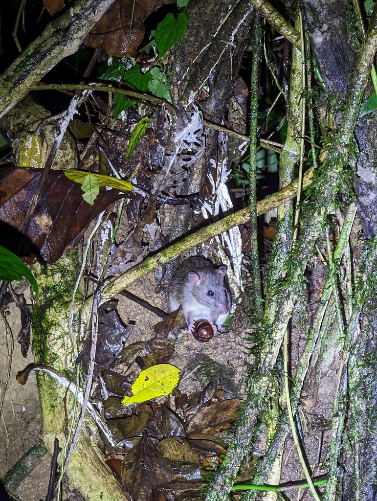 Müller's Giant Rat from Kinabatangan, Sabah, Malaysia on May 14, 2023 ...