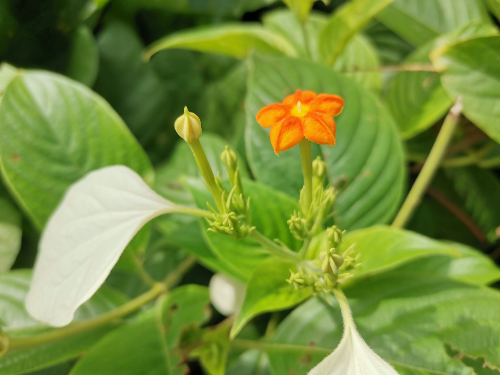 Mussaenda frondosa L.