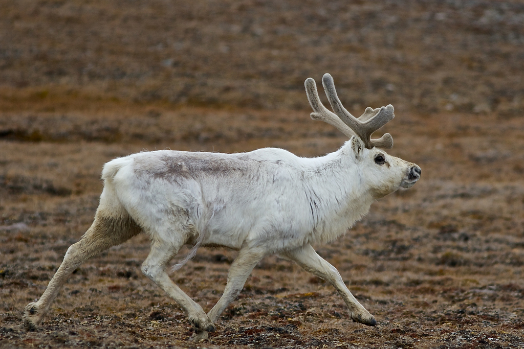 Peary Caribou (Rangifer tarandus pearyi) - Know Your Mammals