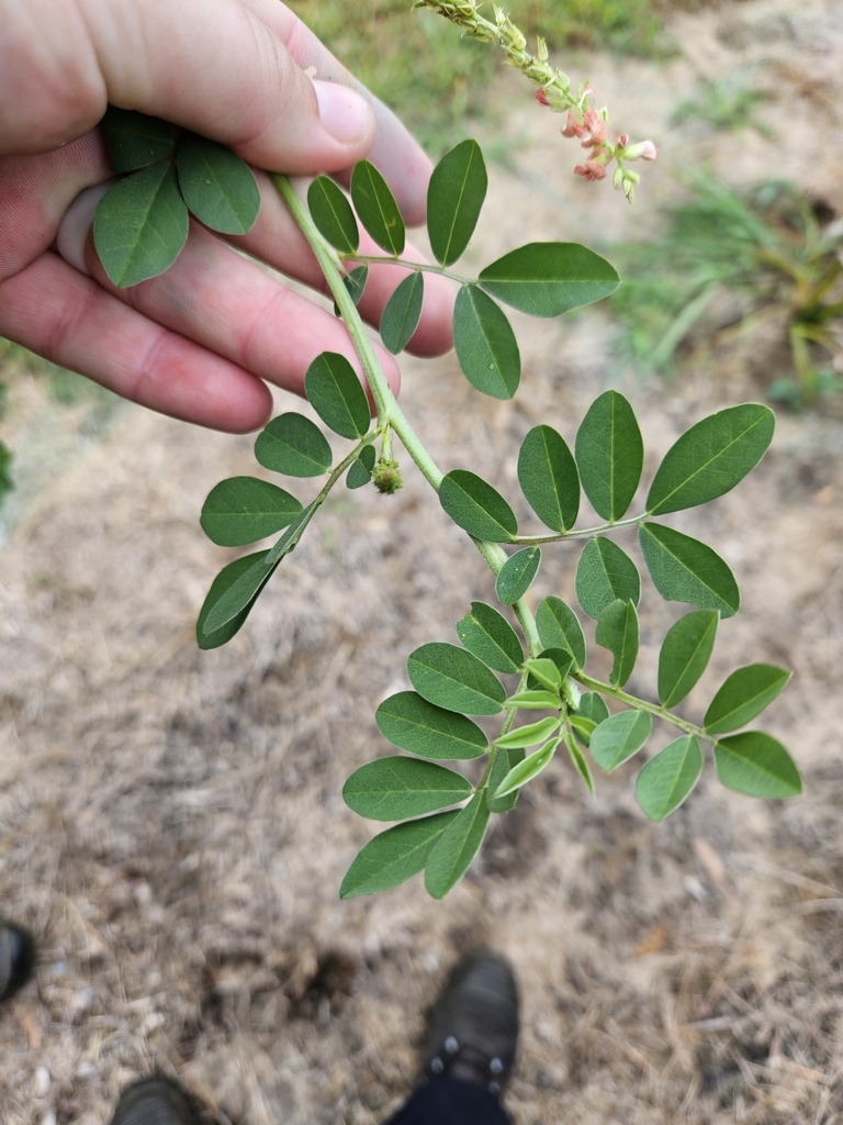 Creeping Indigo from Whiteside QLD 4503, Australia on May 15, 2023 at ...
