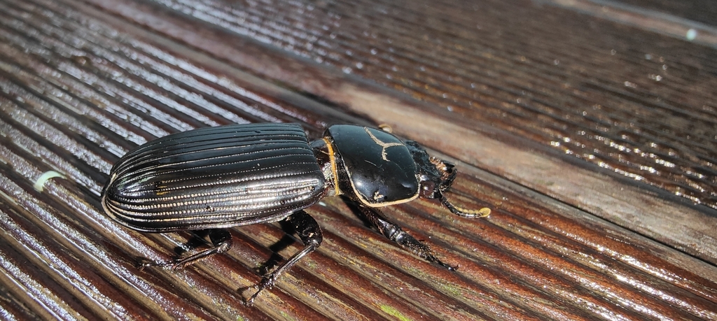 Scarabs from Diwan QLD 4873, Australia on May 15, 2023 at 10:52 AM by ...