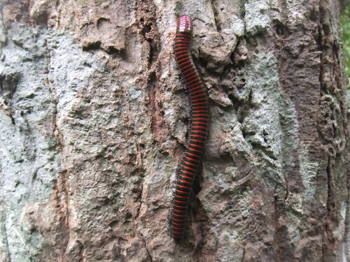 Spirobolus akamma · iNaturalist