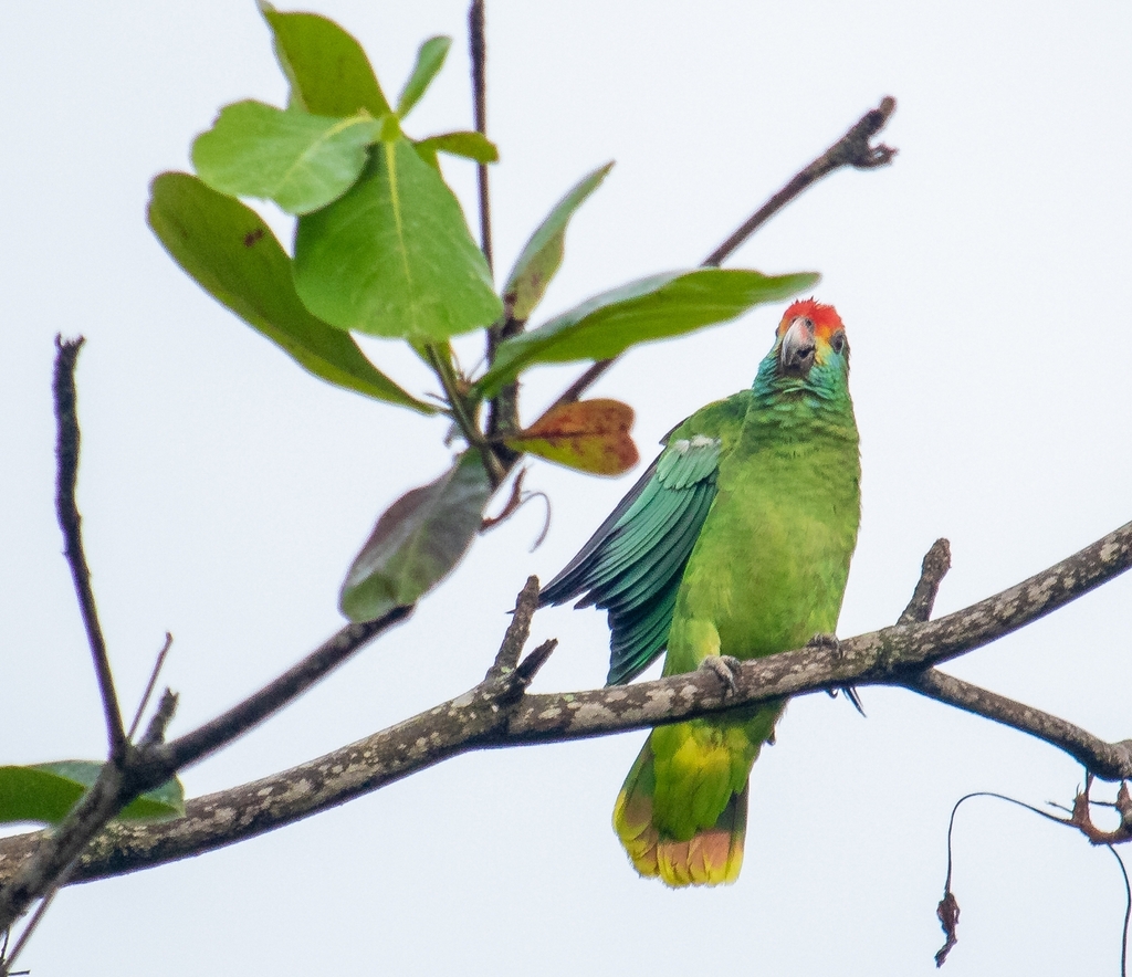 Red-browed Amazon in May 2023 by Italo Aleixo de Faria · iNaturalist