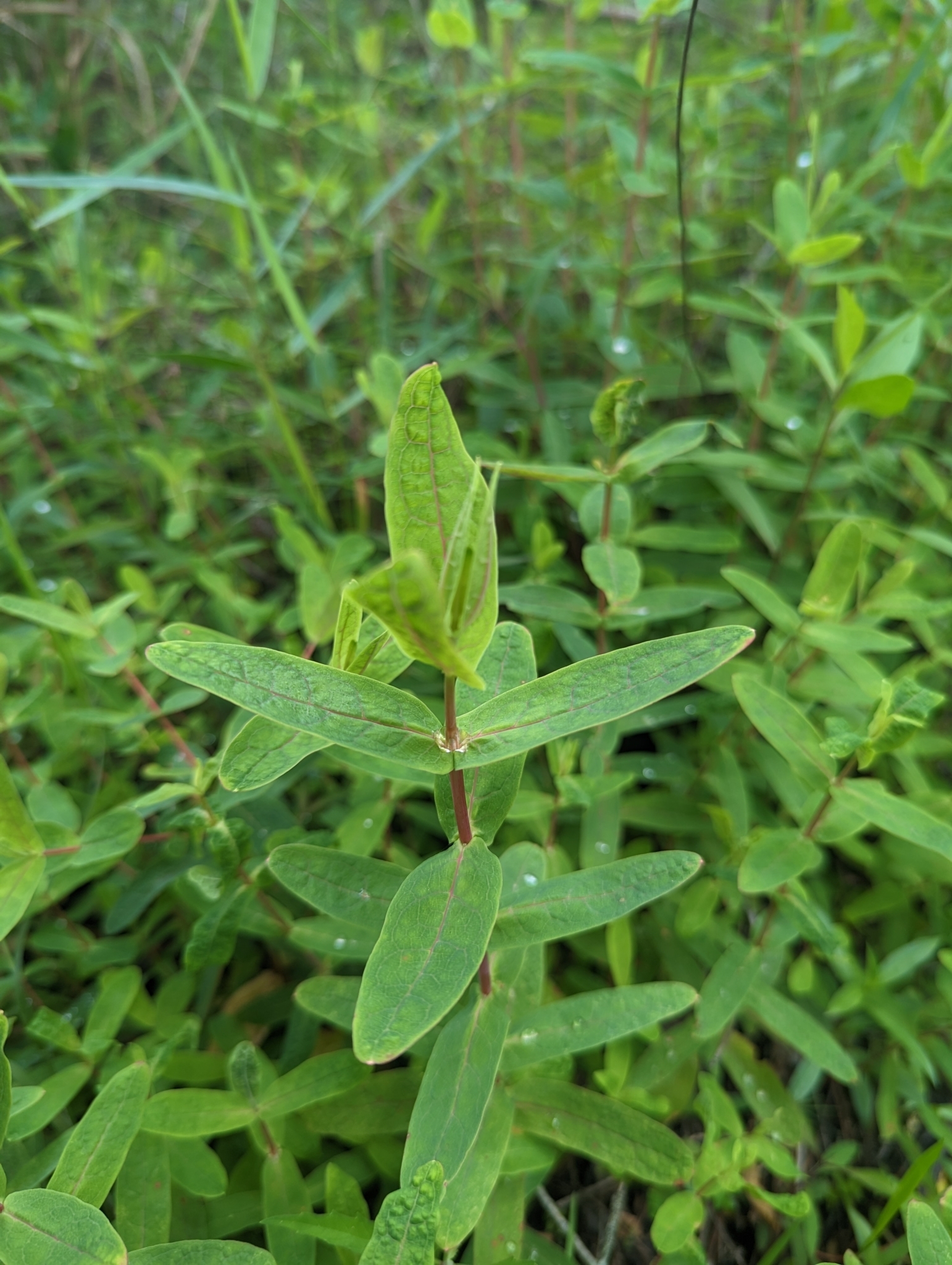 Hypericum virginicum L.