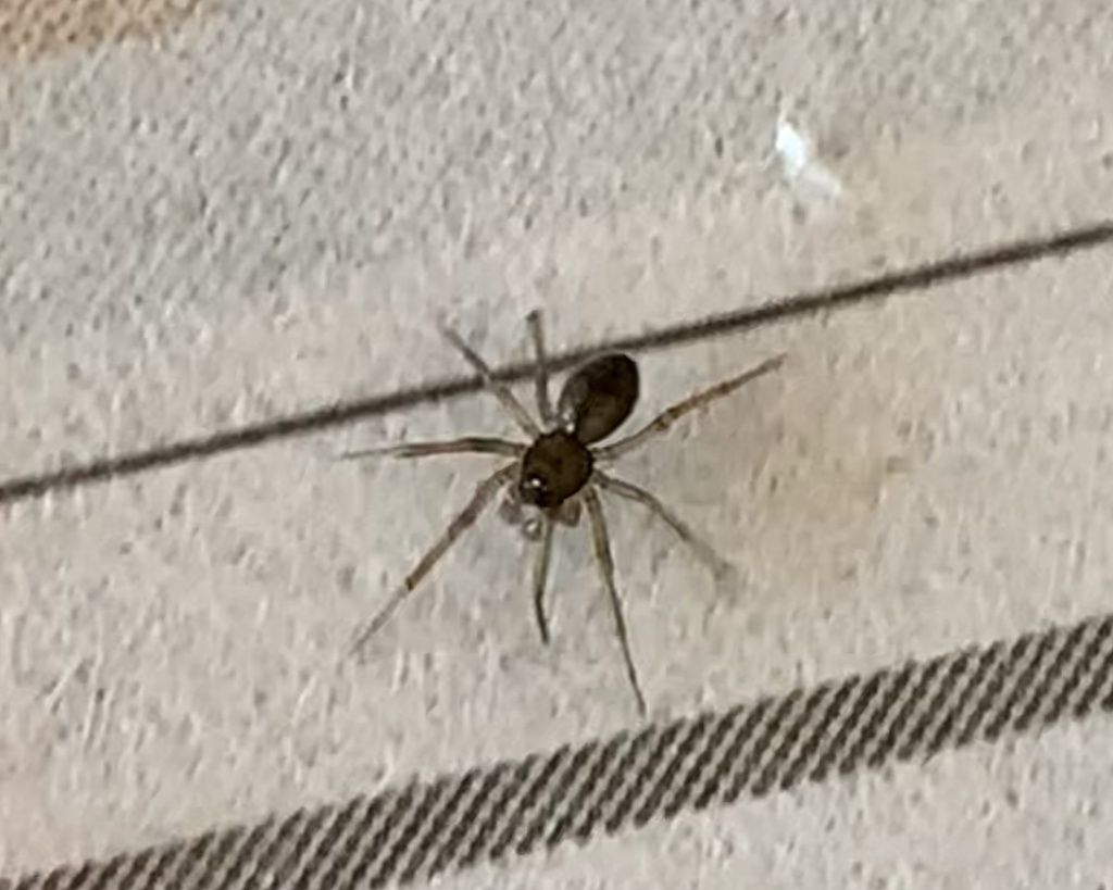 Typical Spiders in May 2023 by Stephanie Haygarth. 3 mm legs and body ...