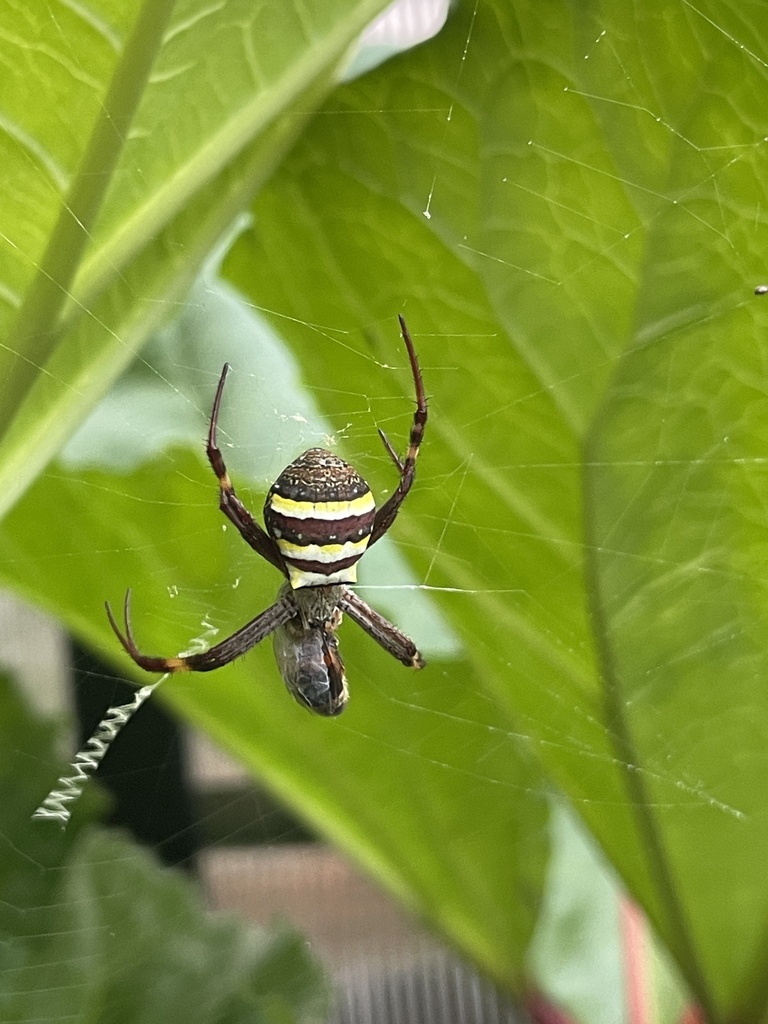 Saint Andrew's Cross Spider in May 2023 by mannagum · iNaturalist