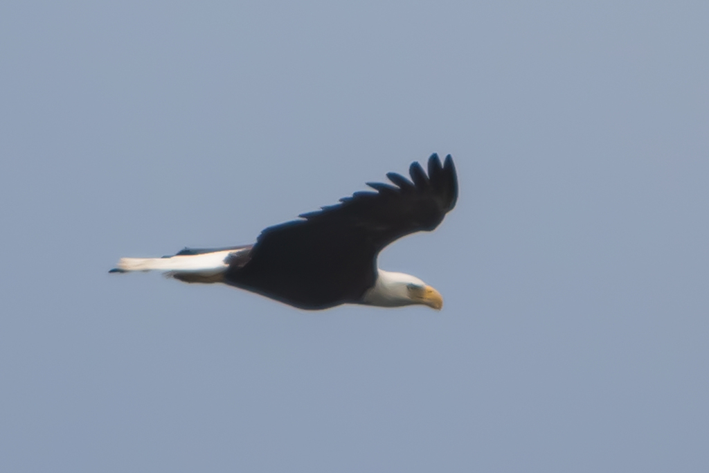 Bald Eagle from Fairfax County, VA, USA on May 13, 2023 at 12:38 PM by ...