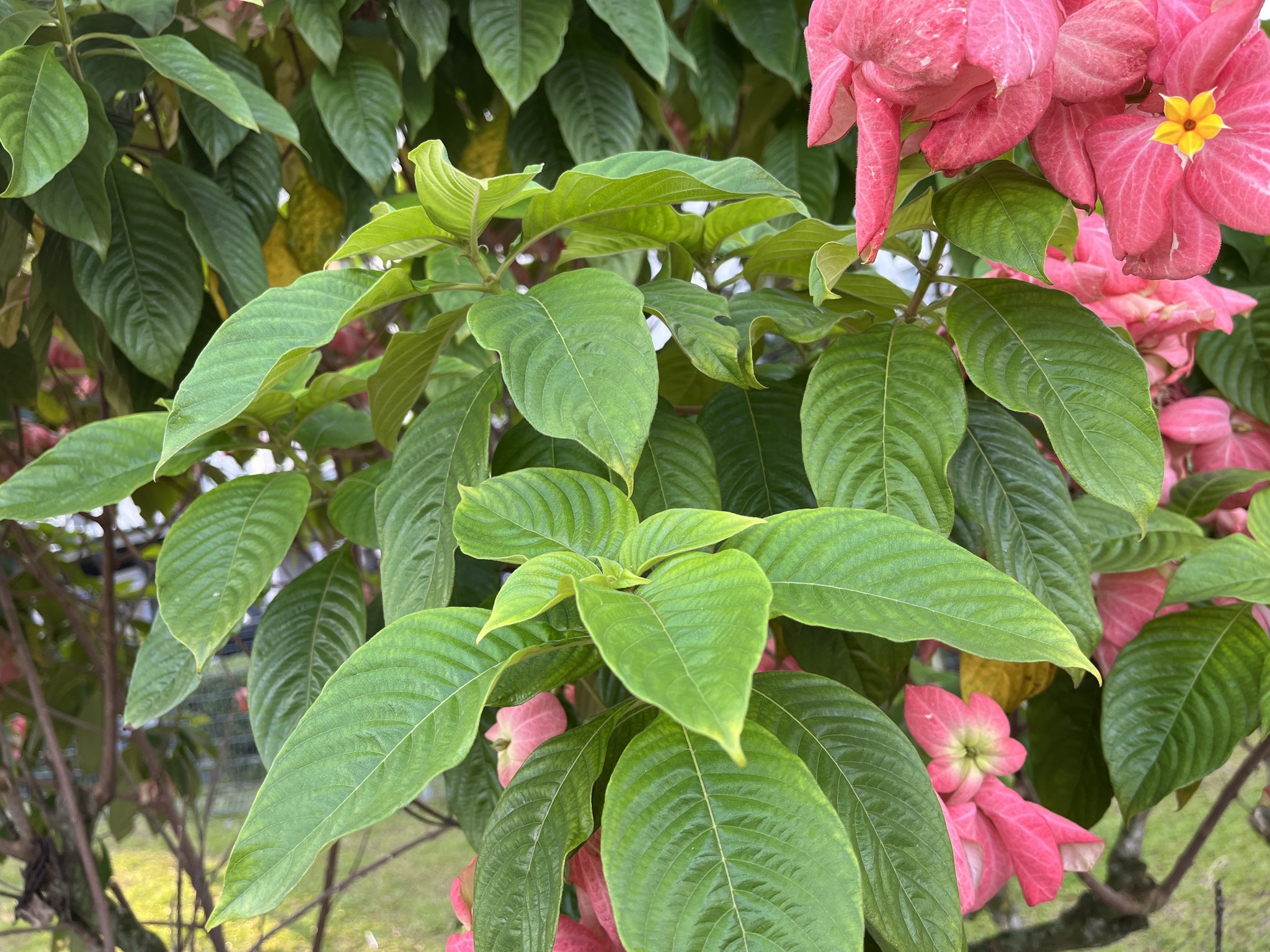 Mussaenda erythrophylla Schumach. & Thonn.