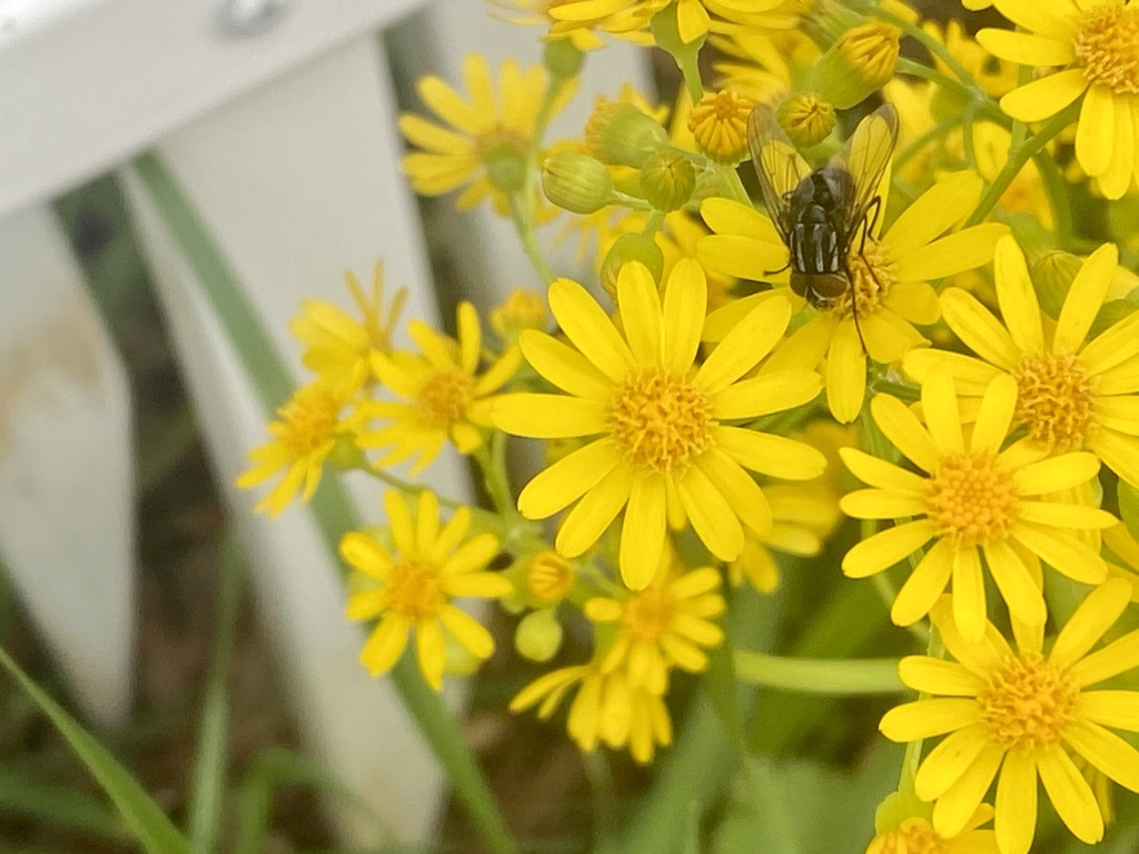Graphomya in April 2023 by lahubb · iNaturalist