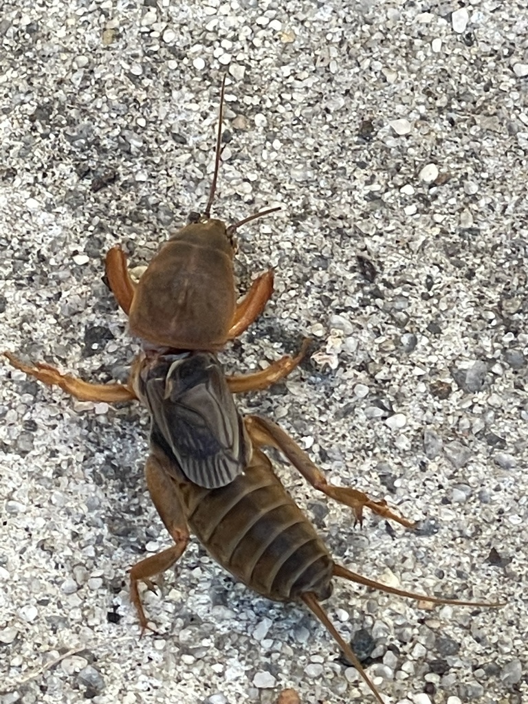 Southern Mole Cricket from William St, Koo Wee Rup, VIC, AU on May 14 ...