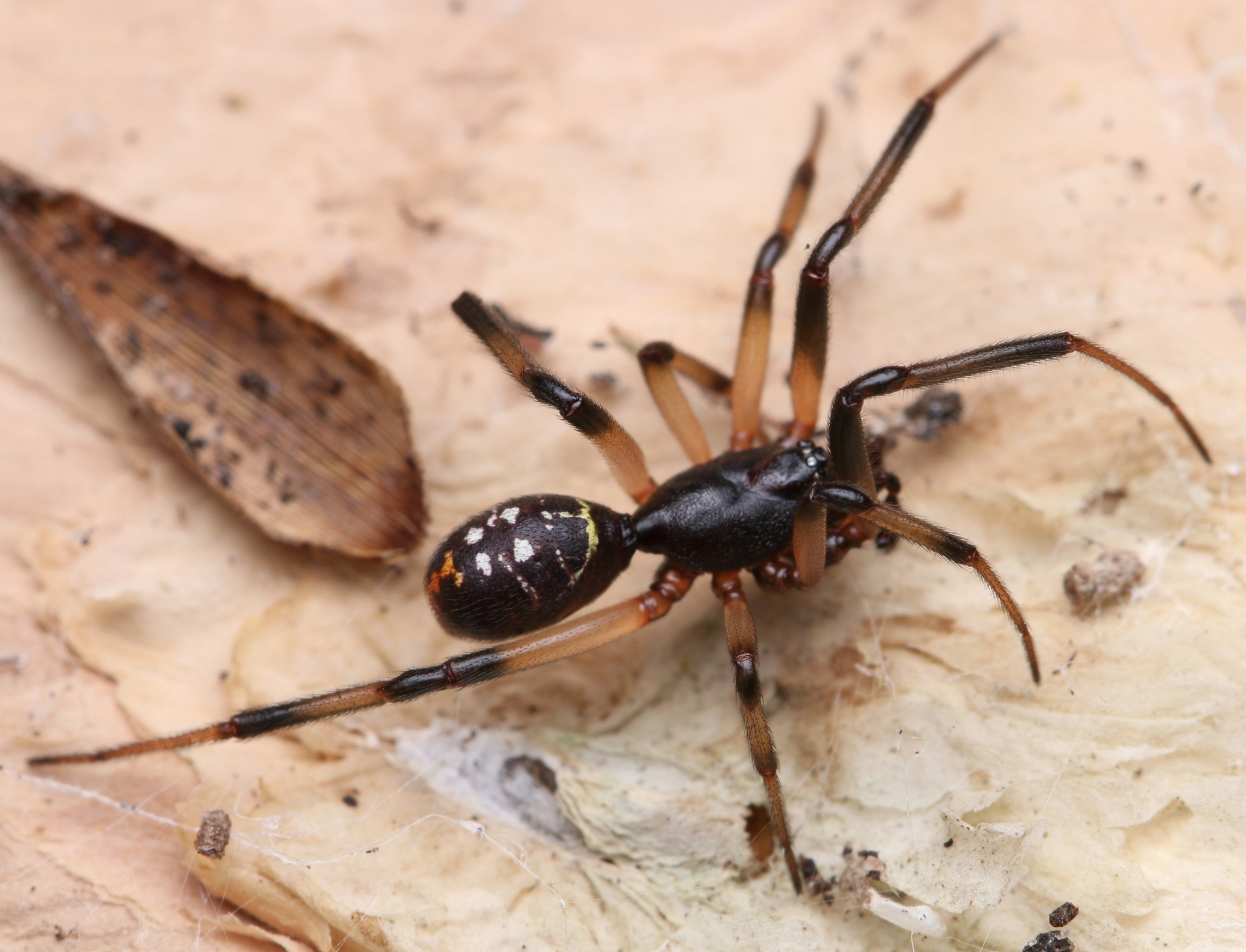 Cobweb Spider