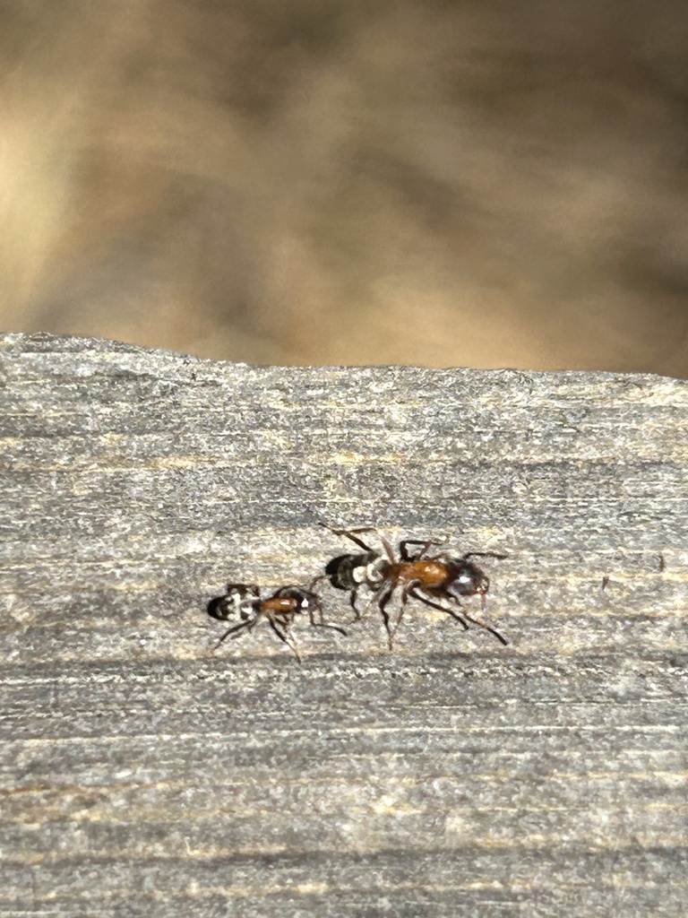 Western Velvety Tree Ant from San Bernardino National Forest, Running ...