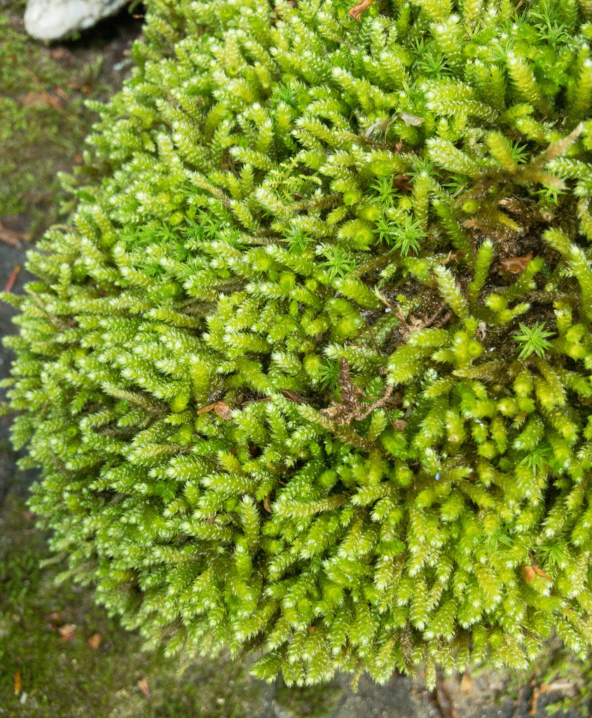 spoon-leaved moss (Bryoandersonia illecebra) - Botanical Realm
