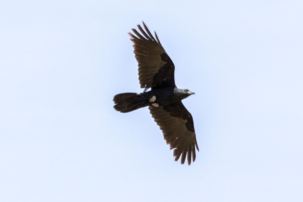 Crows and Ravens from Tombstone, AZ 85638, USA on April 30, 2023 at 09: ...