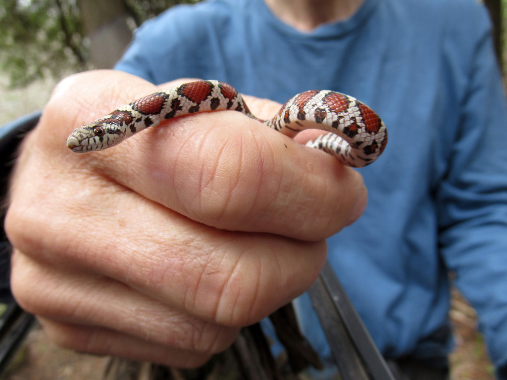 Eastern Milksnake from Bay Shore Blufflands A-C, Door County, WI, USA ...
