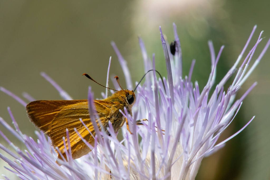 Delaware Skipper from Lewisville, TX, USA on May 13, 2023 at 12:56 PM ...